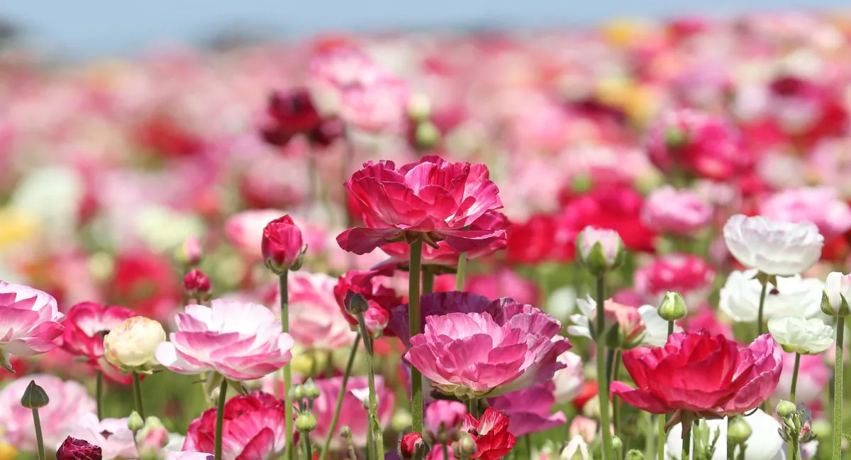 Cherry Blossom Season Over Too Soon? Here’s Where to Get Your Fill of ...