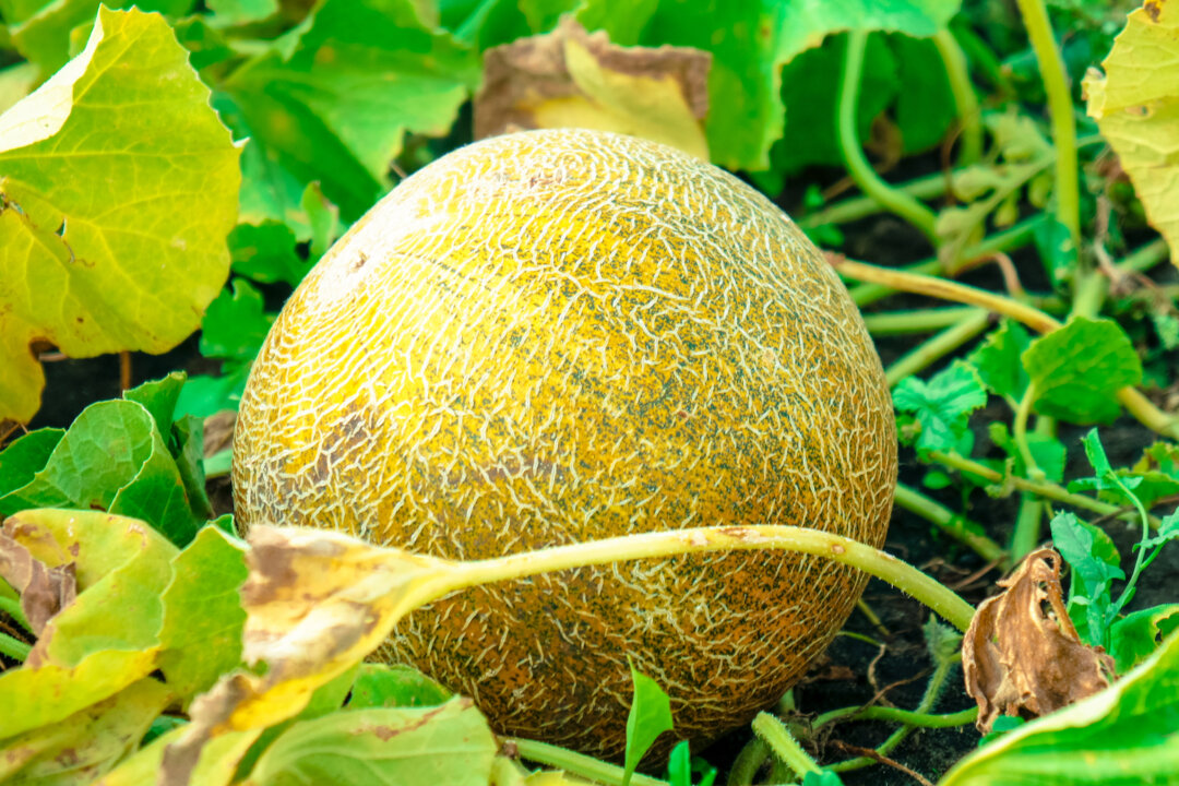 An Ancient Chinese Story: The Sun Melons | The Epoch Times