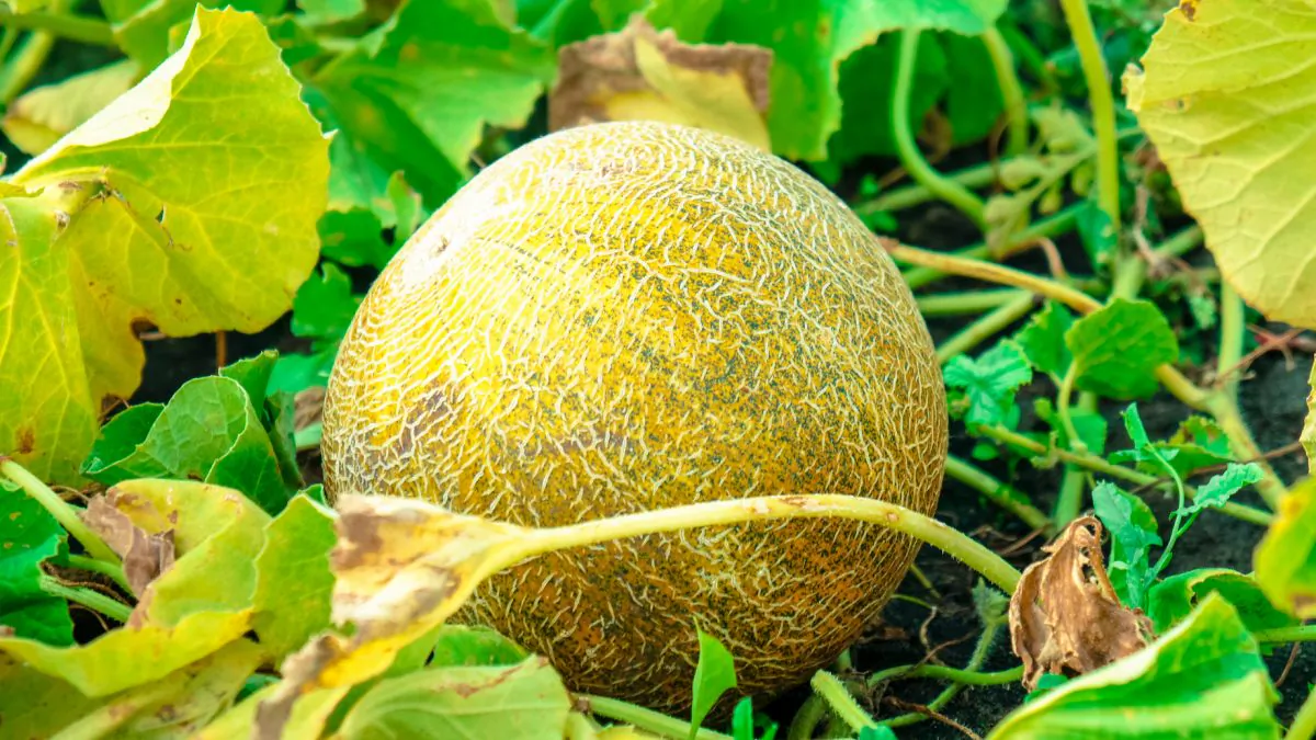 An Ancient Chinese Story: The Sun Melons