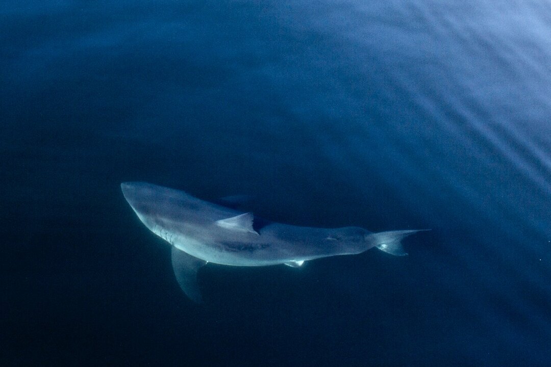 Massive 15-foot Shark Tracked for Months on Its Journey From Canada Is ...