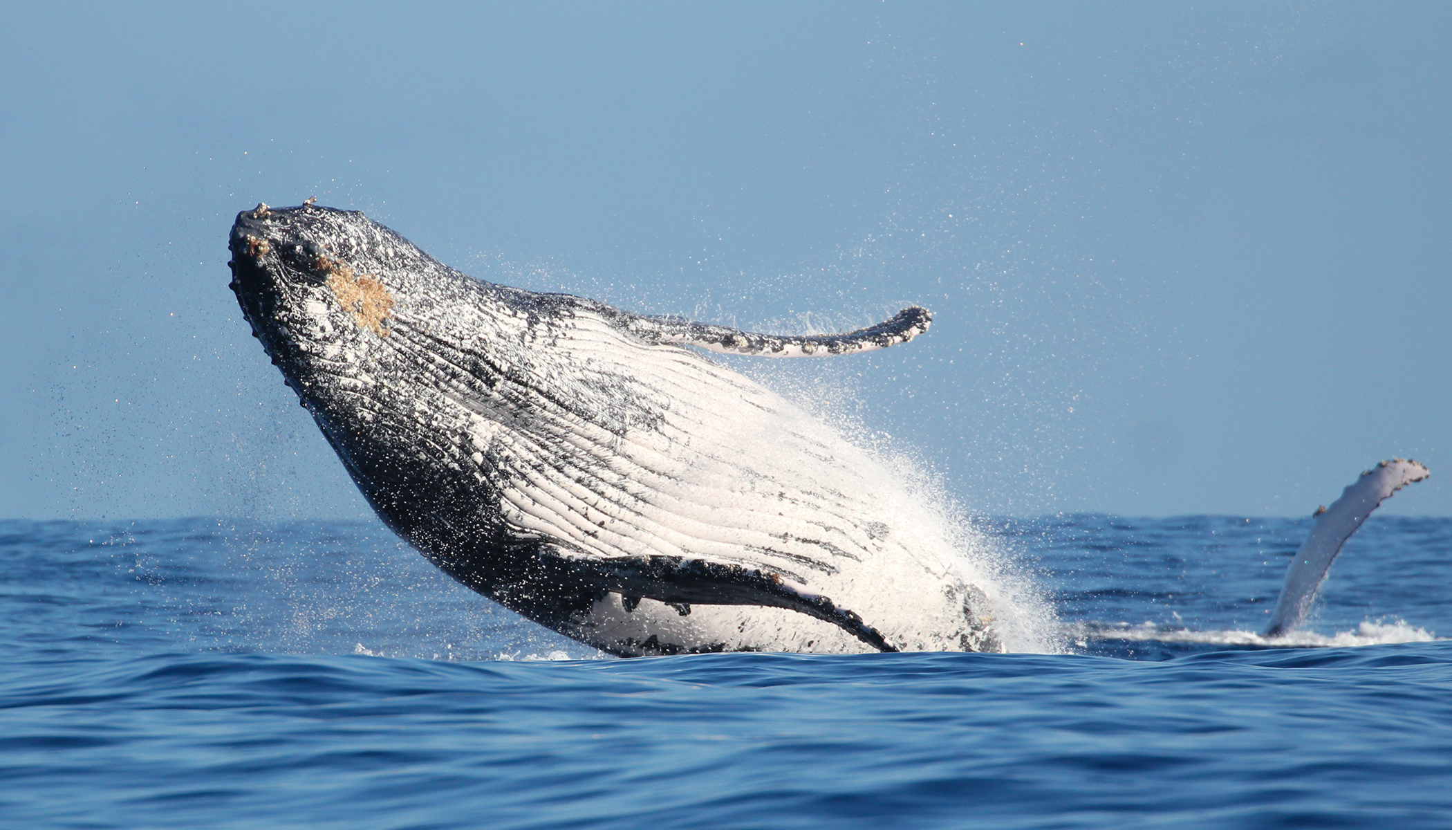 Why Do Humpback Whales Protect Seals & Other Marine Animals From Hunter ...