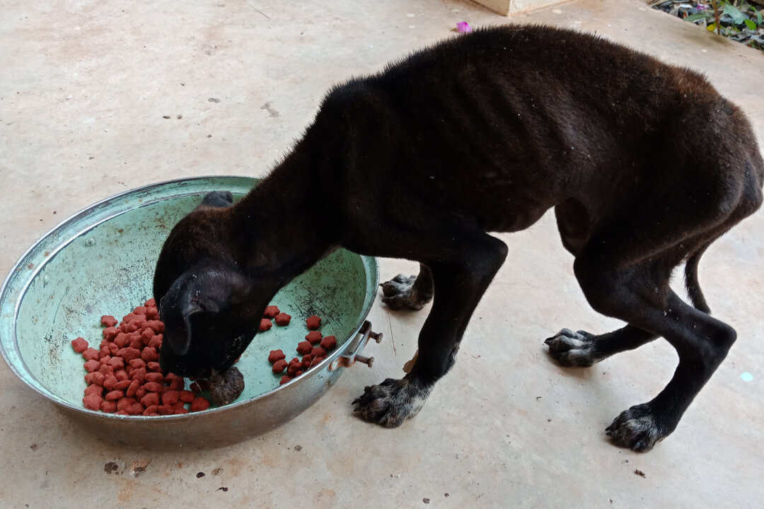 Skinny Dog Thrown Over the Shelter Fence by Owners Gets to Enjoy Life ...