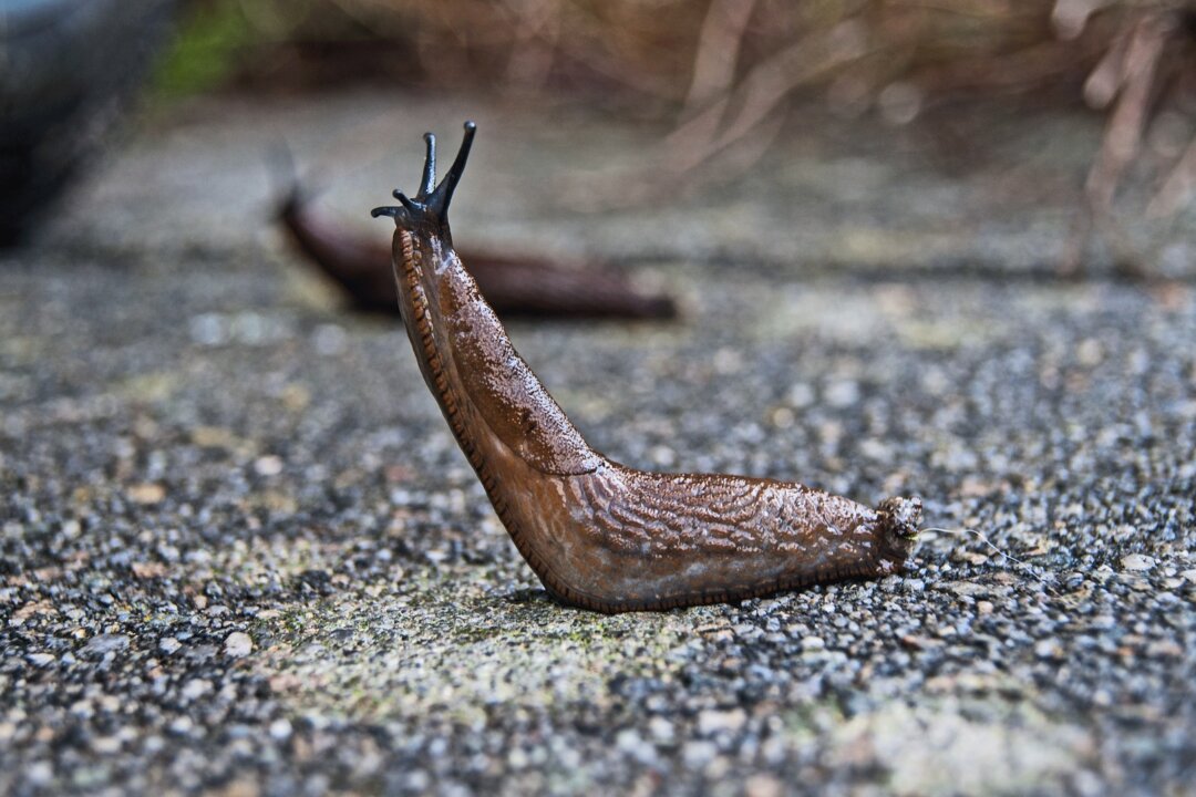 American Tourist Infected With Rat Lungworm After Eating Slug on Dare ...