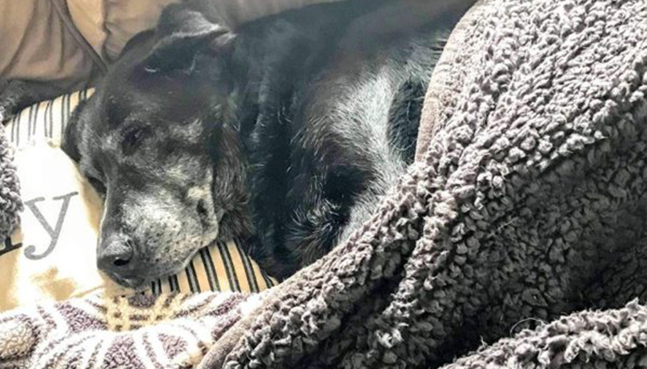 Sad Elderly Dog Refuses to Leave Dead Owner’s Body for Full One Day ...