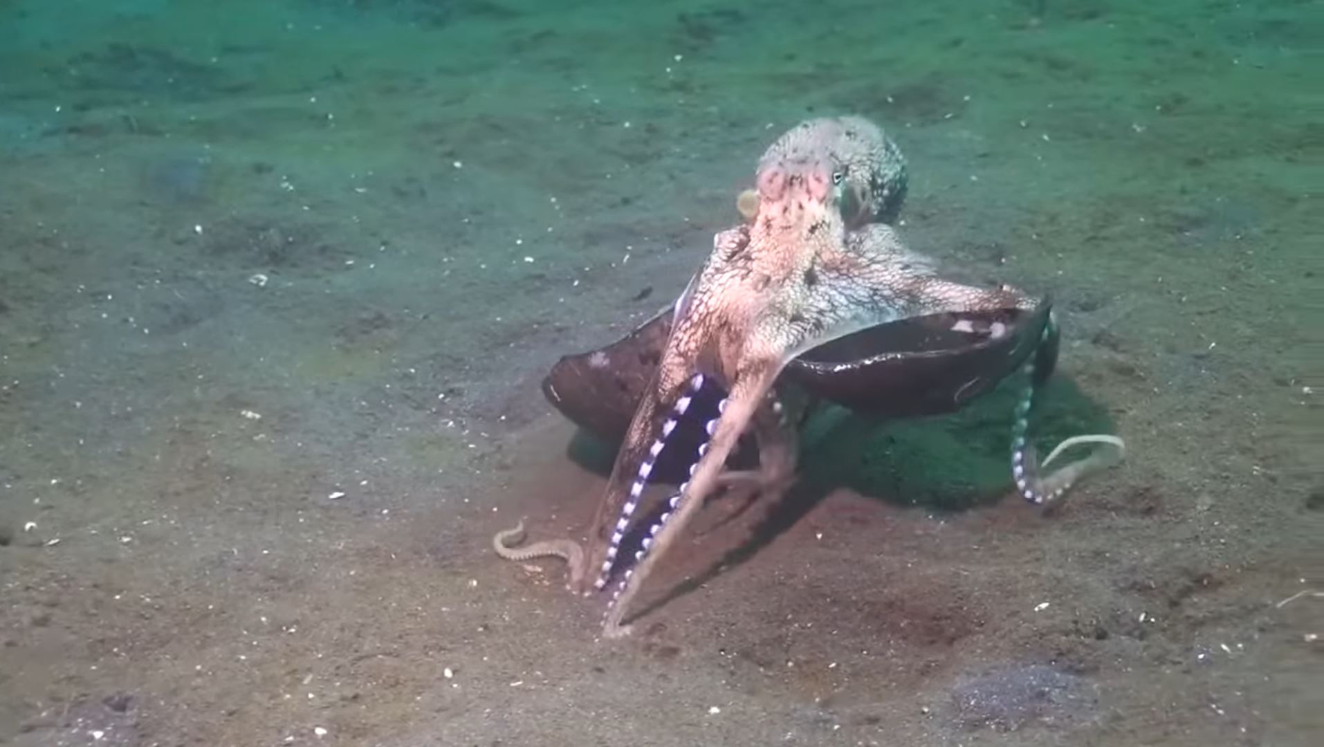 Diver Spots Octopus Using Coconut Shell As a Tool—and He Almost Drowns ...