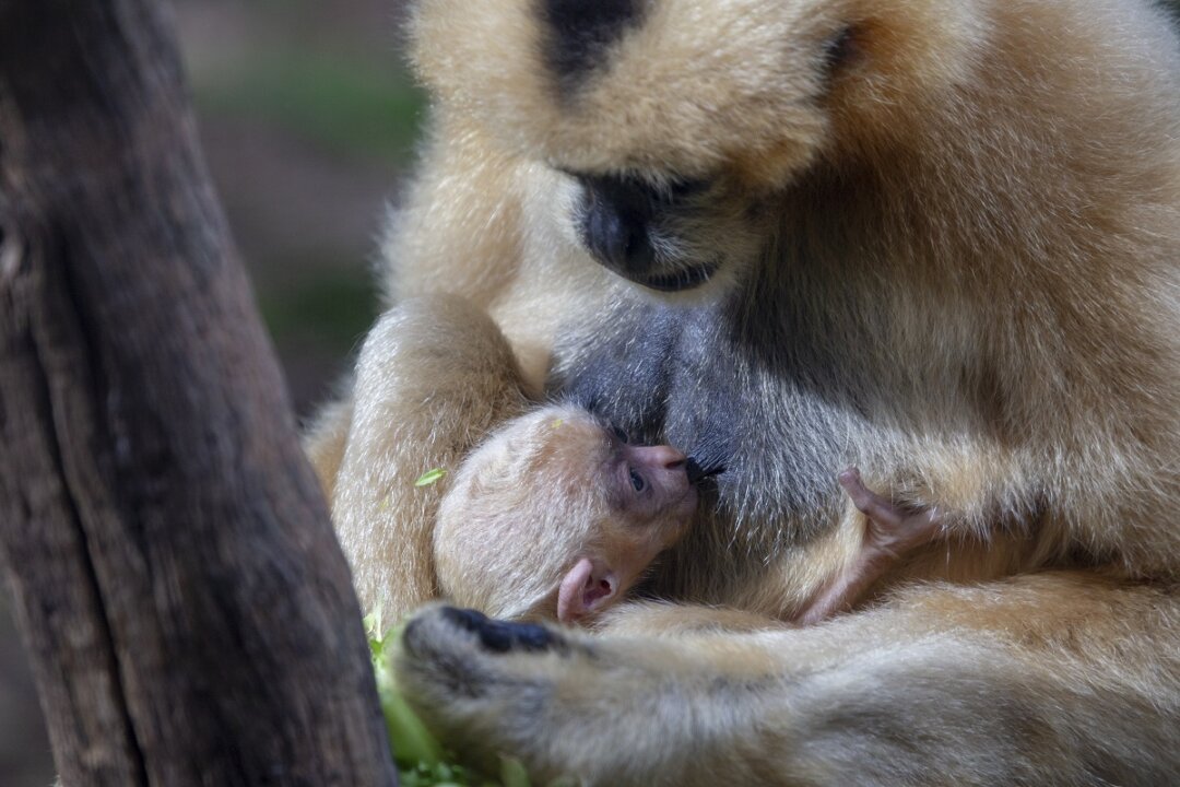 Extremely Rare Gibbon Born at Perth Zoo in Australia | The Epoch Times