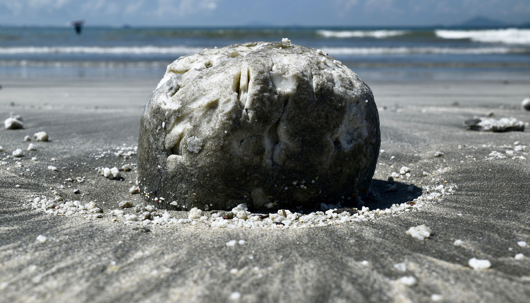 Dog Sniffs Sinister White Blob on a Beach. Then, Owner Takes a Closer ...