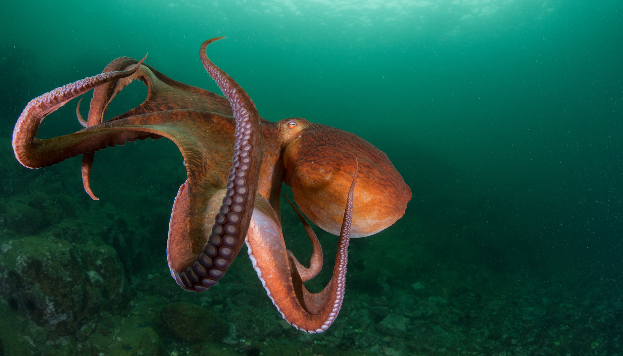 Diver Spots Octopus Using Coconut Shell As a Tool—and He Almost Drowns ...