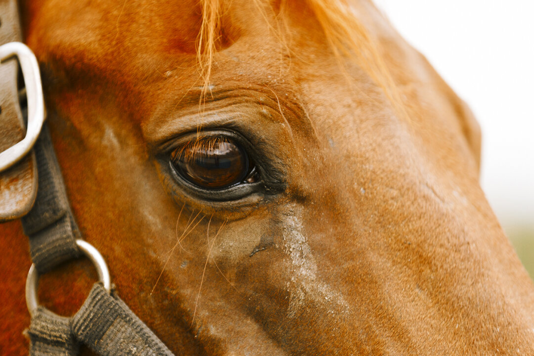 Horse Breeder Helps Deliver Beautiful Foal Before Realizing the Mare’s ...