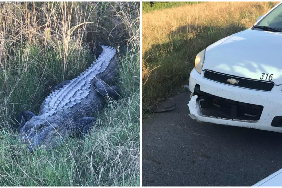 8-Foot-Long Gator Takes a Bite out of Patrol Car Before Escaping | The ...