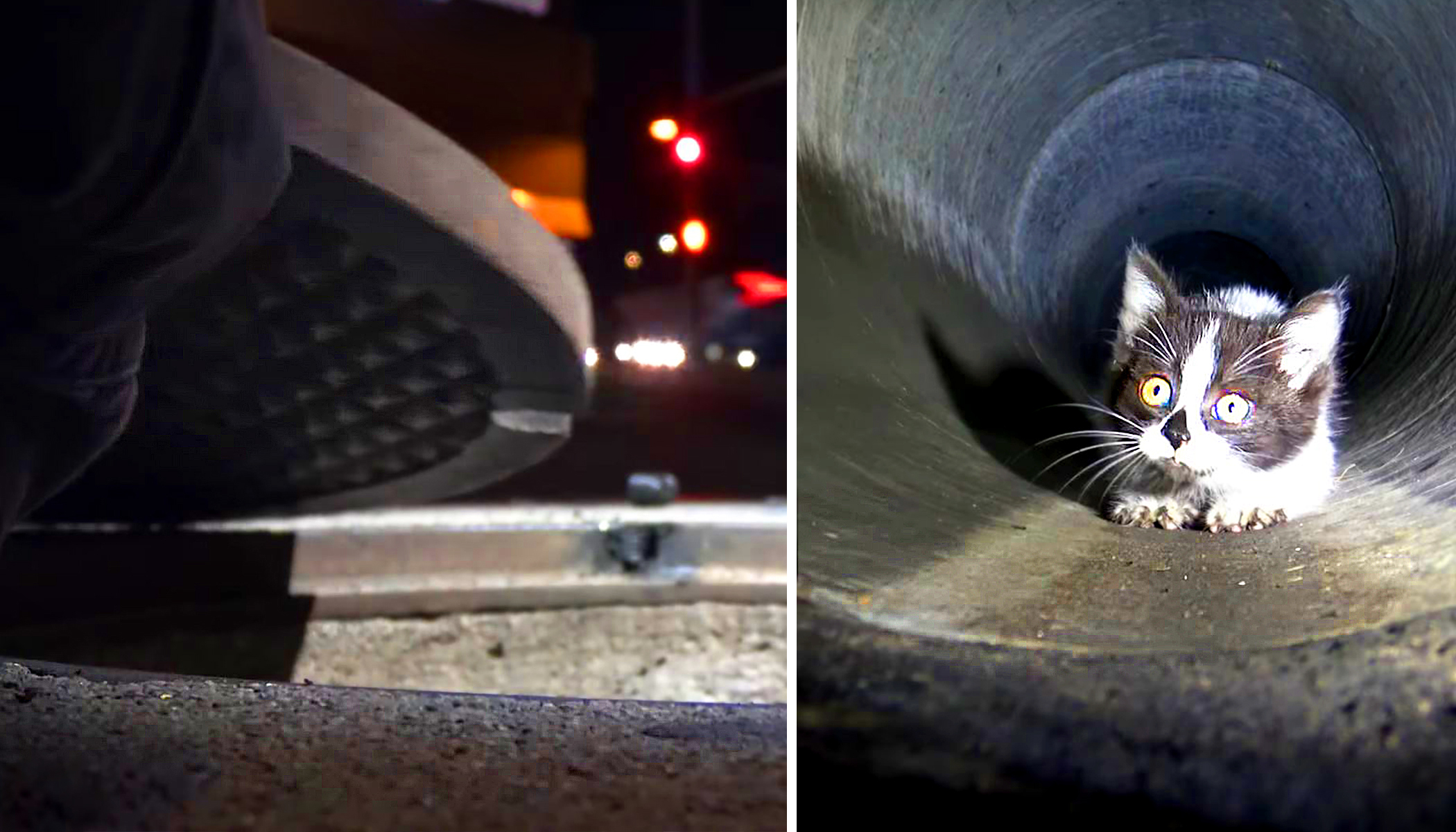 Kitten Trapped in Sewers Leads Rescuers on a Desperate Chase Under the ...