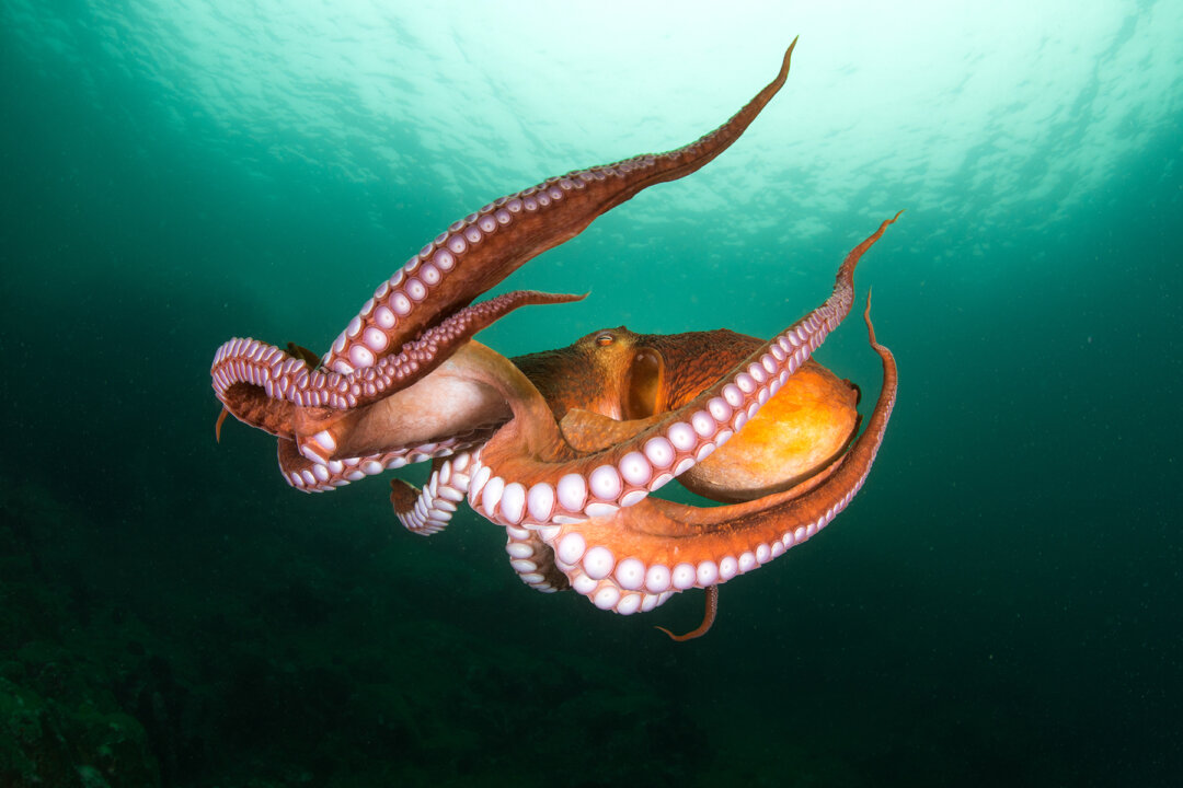 The Cutest-Ever Octopus Species the Size of Human Fist Looks Just Like ...