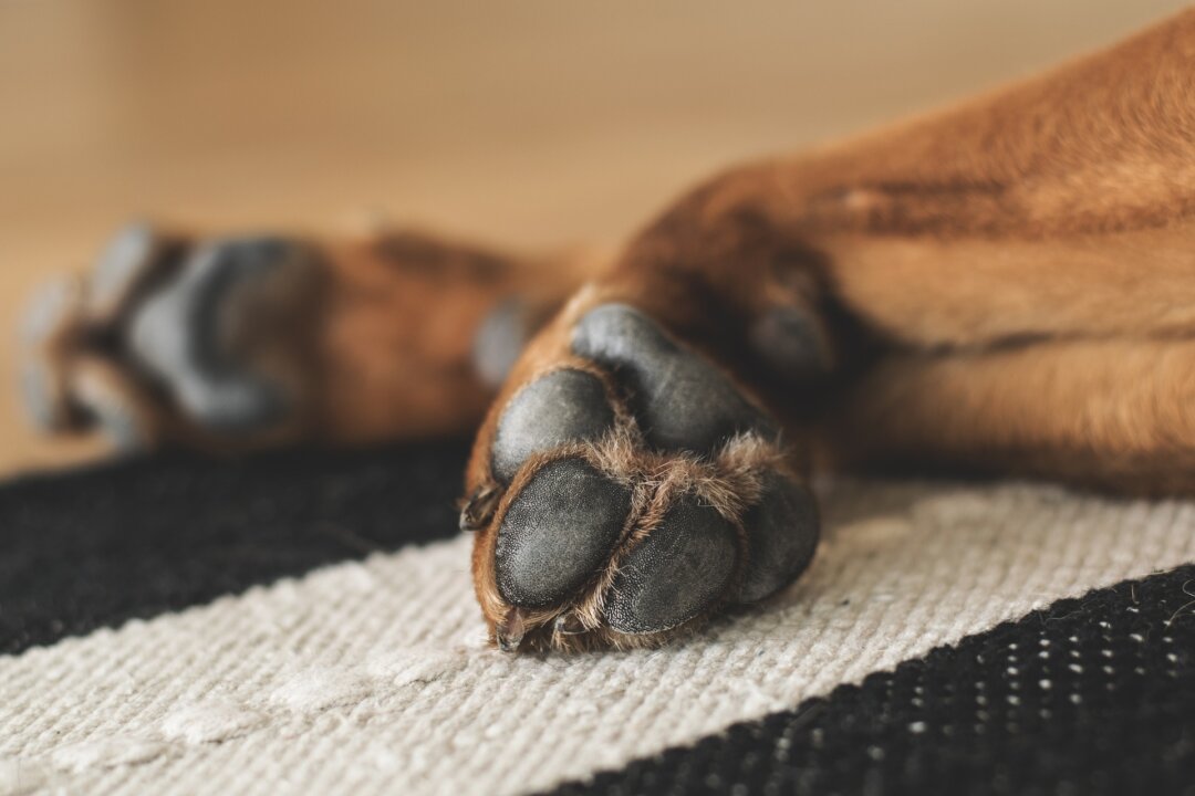 Vet Shares Photo of Burned Paws With a Warning to Dog Owners on Hot ...