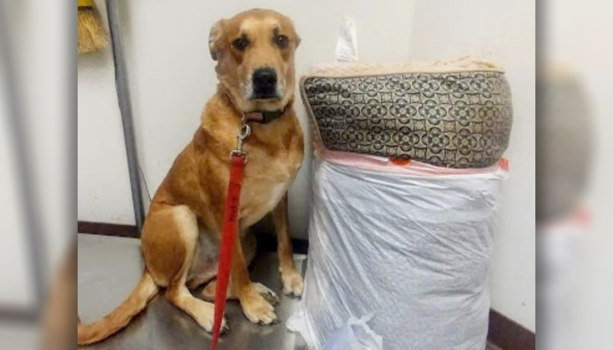 Dog Dumped at Shelter With His Bed and Toys as Family Didn’t Have ...