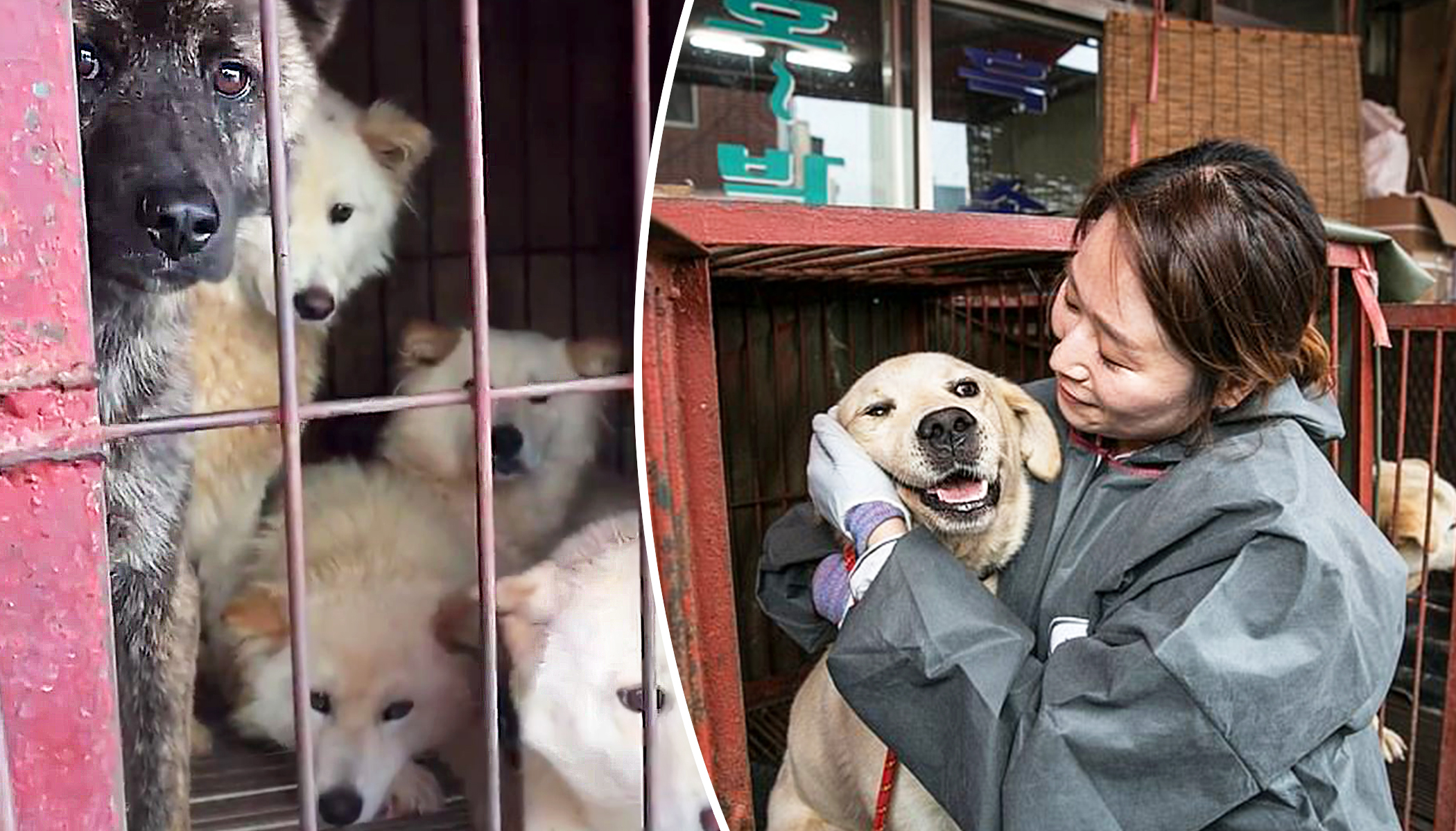 85 Dogs Freed From Notorious Dog Meat Market by Charity Workers in ...
