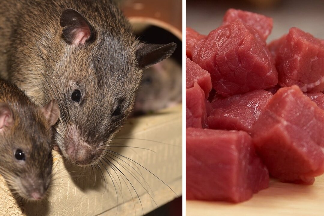 US Customs Seize 32 Pounds of African Rat Meat at Chicago Airport | The ...