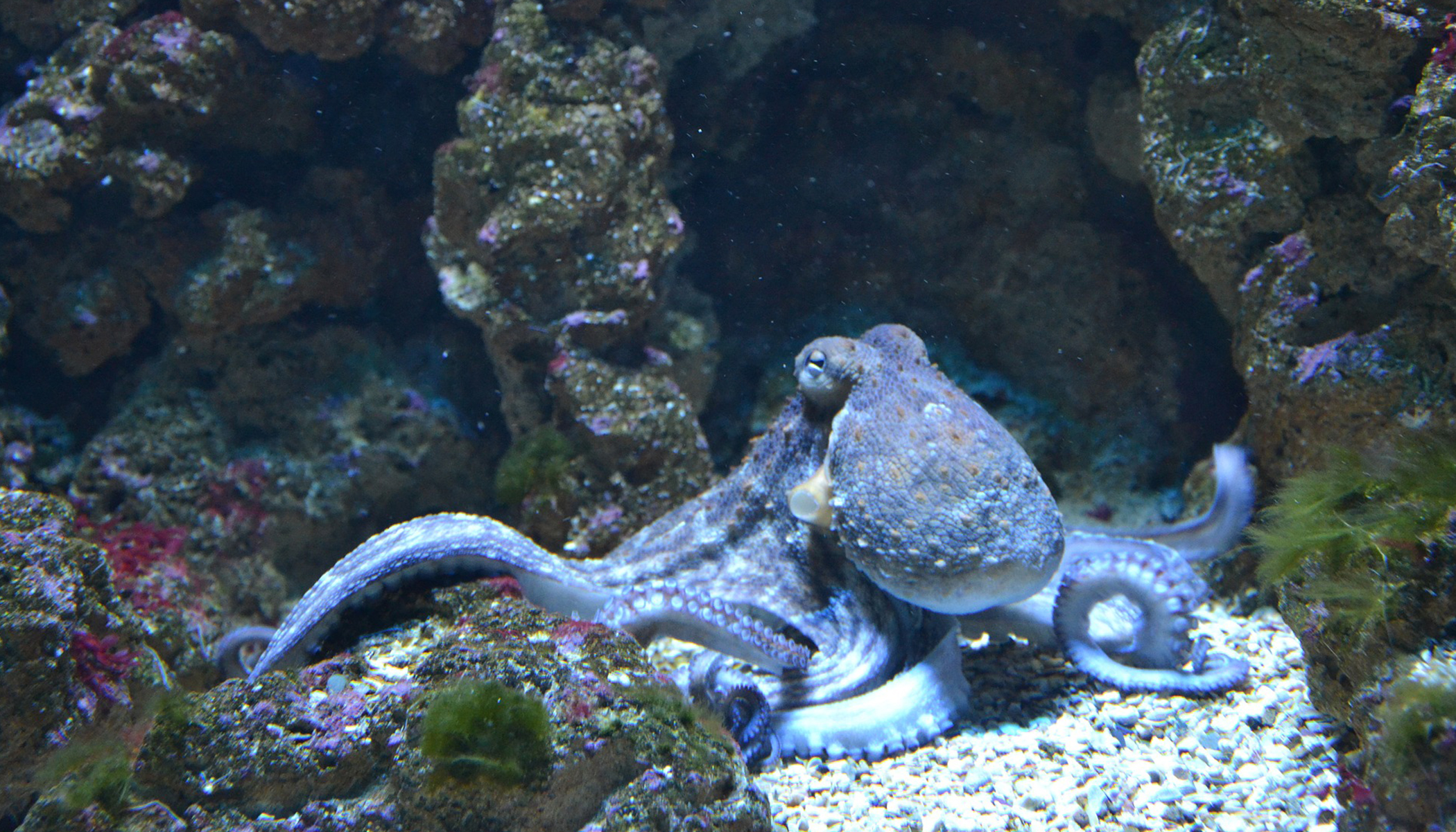 Family Saves Octopus Stranded on Beach. What It Does the Next Day, They ...