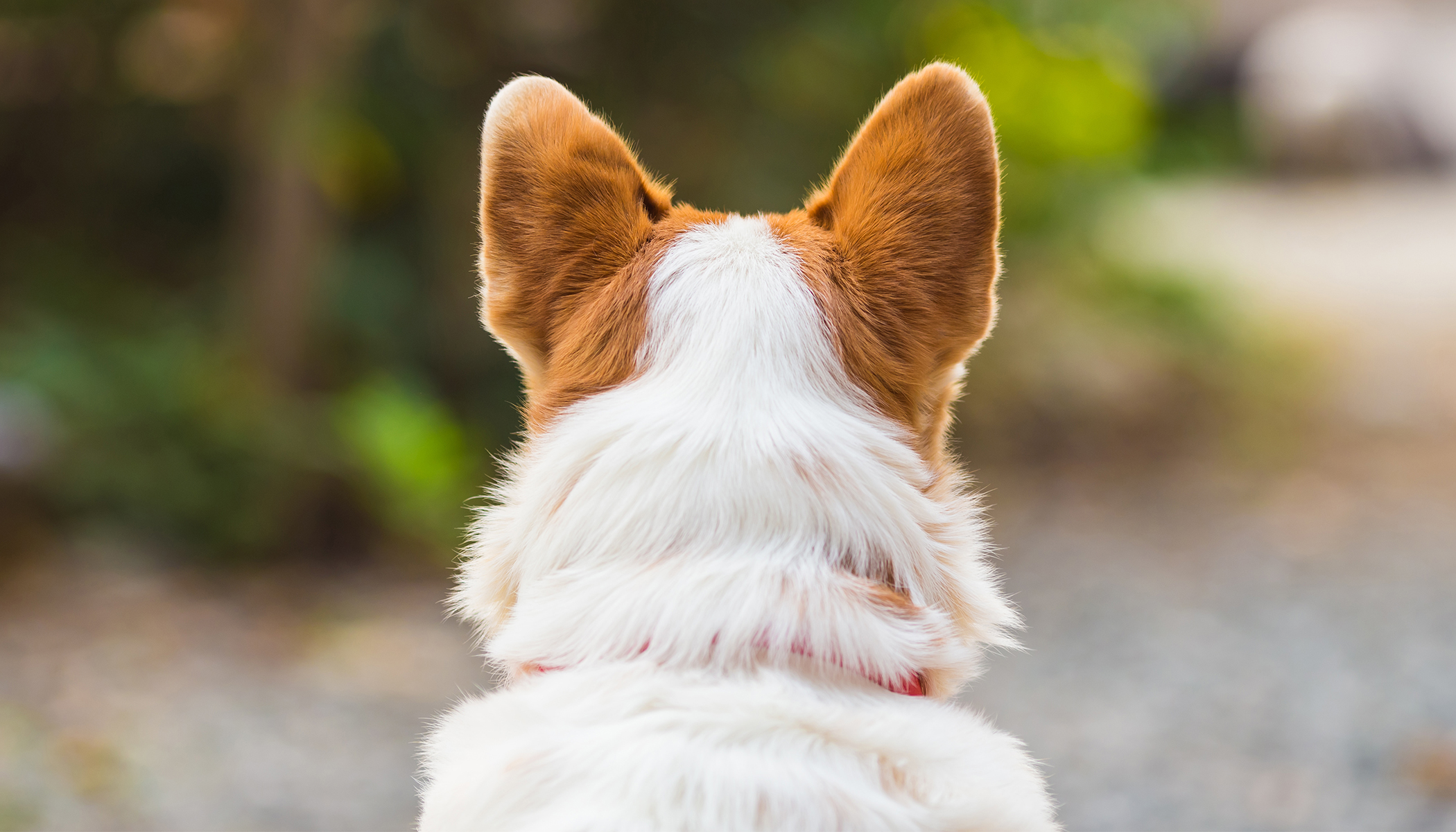 Stray Senior Dog Born Without a Nose Finally Finds a Family Who Thinks ...
