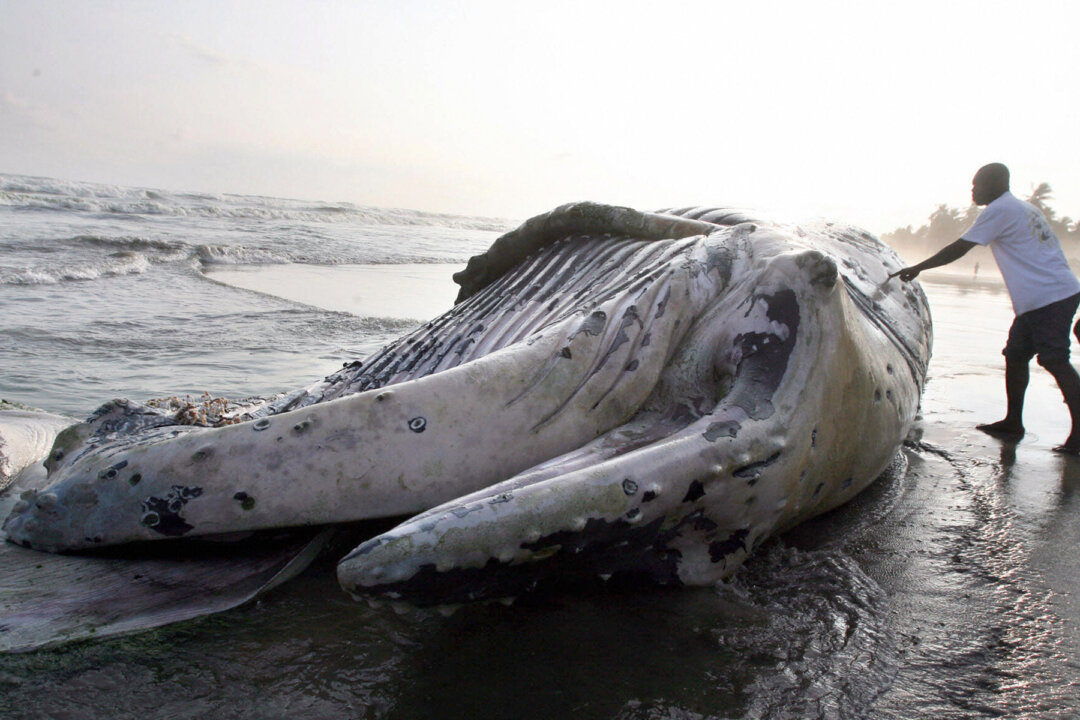 Cargo-Container-Sized Sea Creature’s Carcass Washed Up on Remote Beach ...