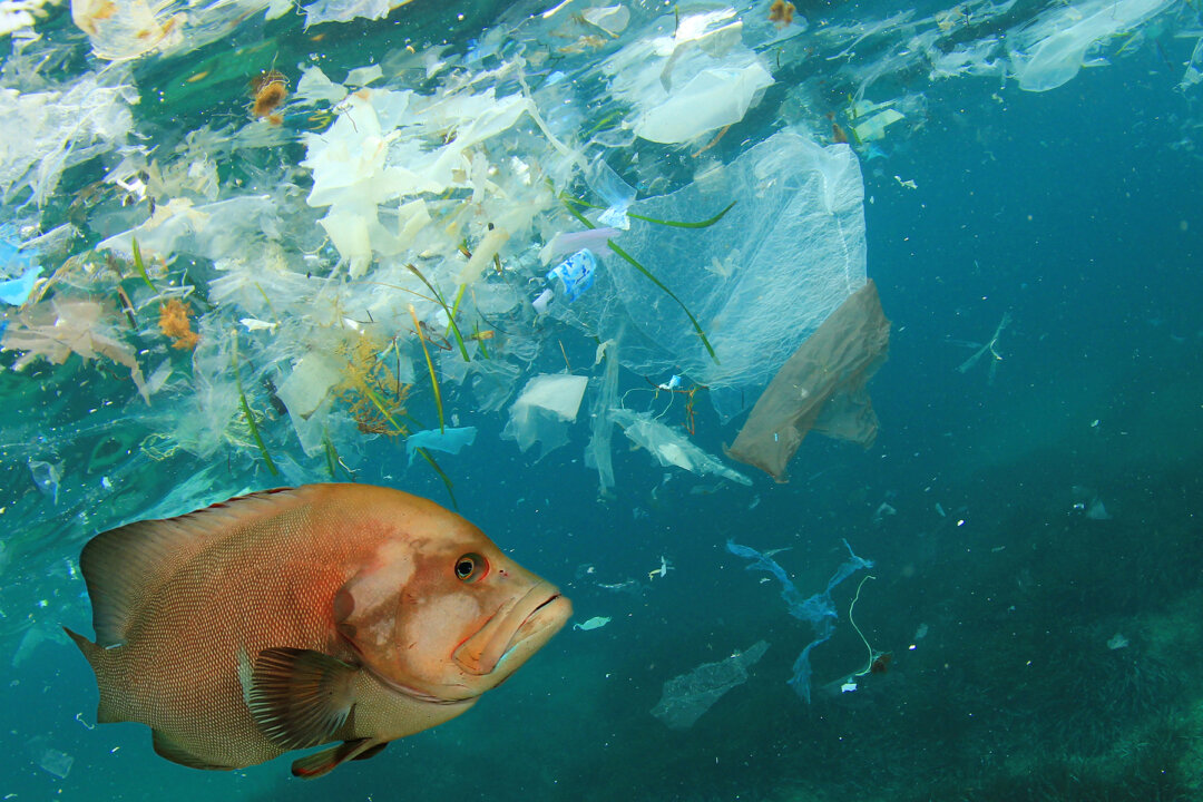 Australian Scientists Make Enzymes That Gobble up Plastics Like ‘Pac ...