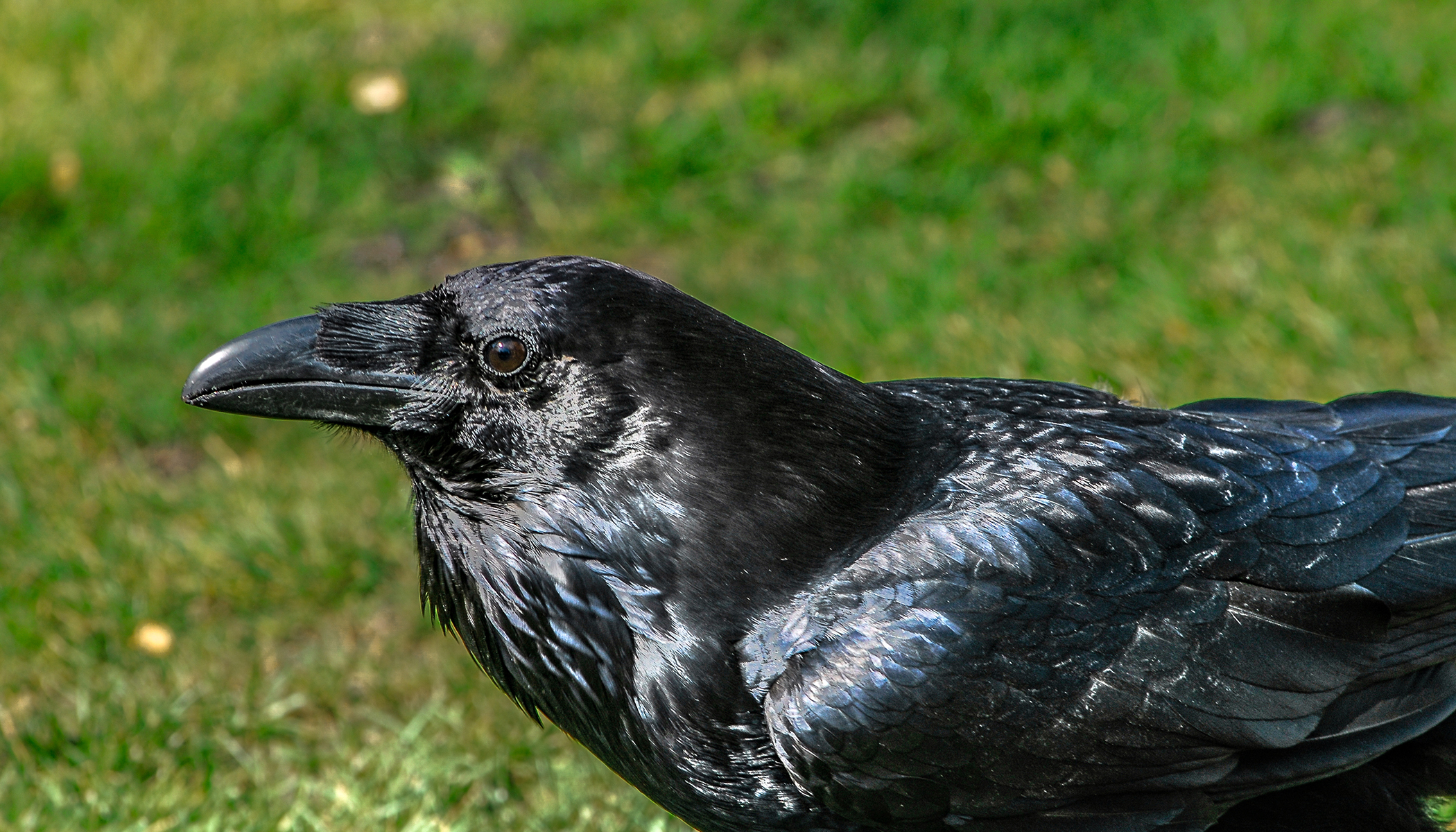 Crow That Looks Like a Tiny Gorilla Standing on Its Legs Has People Baffled