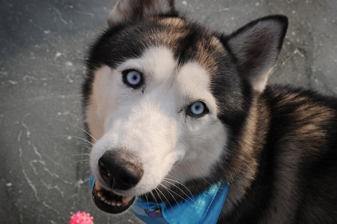 Husky Looks Like a Skeleton, but 10 Months Later, She’s Unrecognizable ...