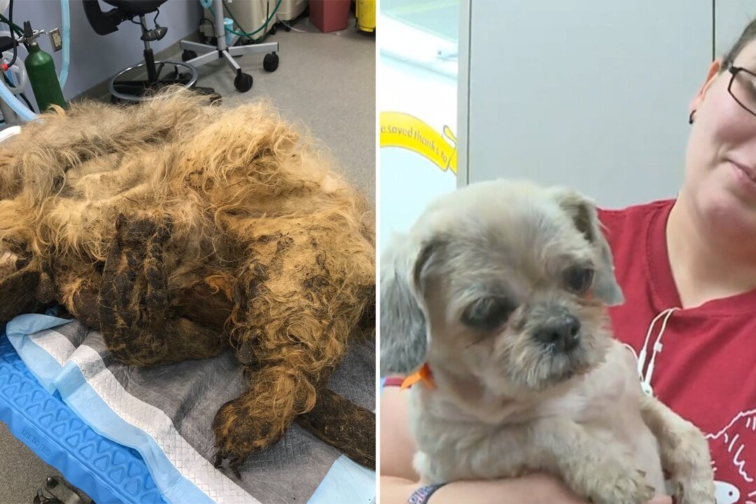 Severely Matted Dog Gets Chance at New Life | The Epoch Times
