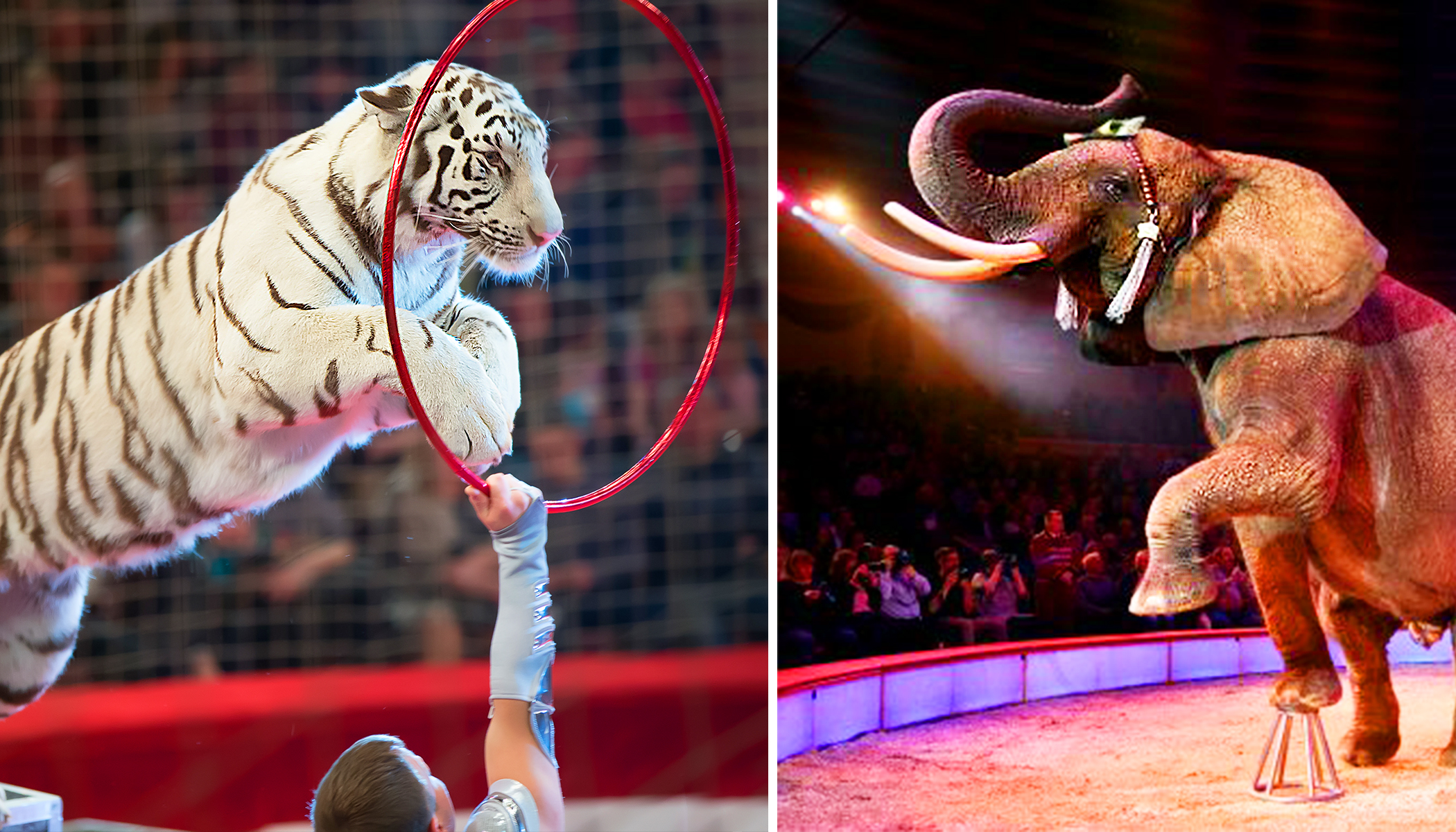 Traveling Circus Animals and Wild Animal Exploitation Soon to Banned in ...