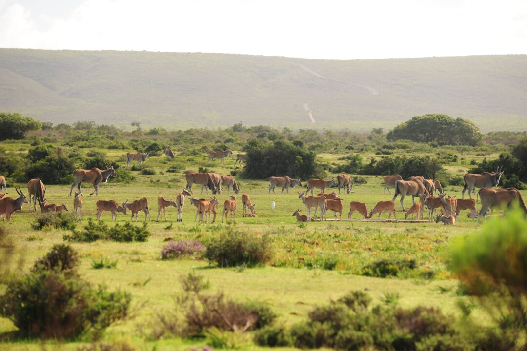 Wildlife Encounters at De Hoop Nature Reserve | The Epoch Times