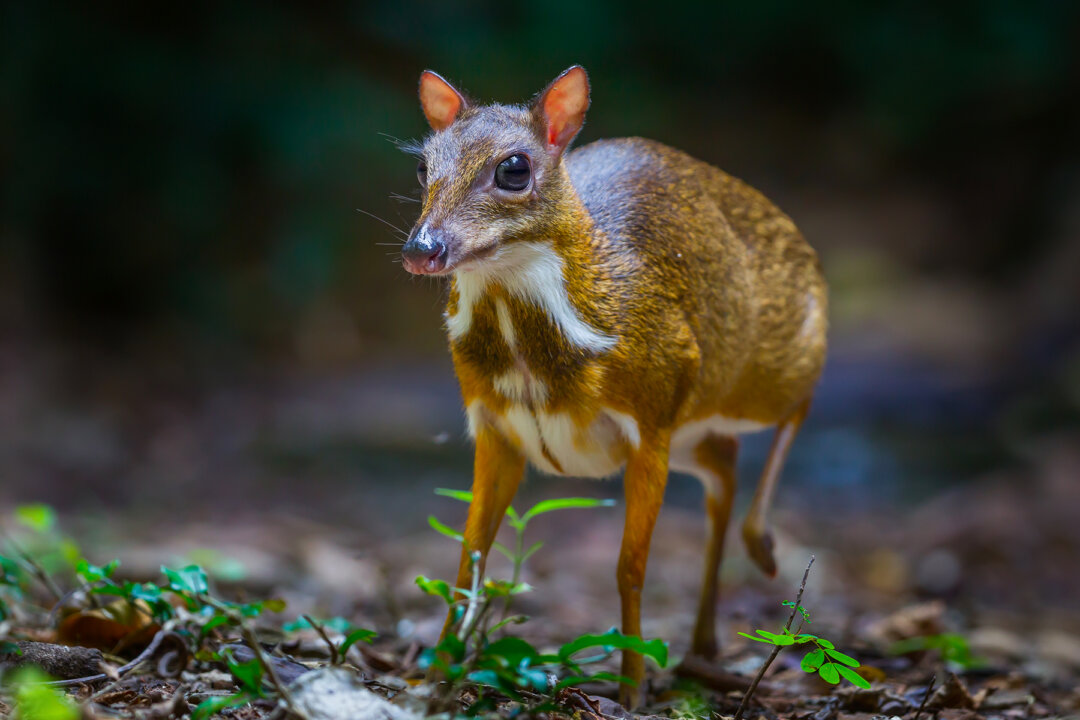 Impossibly Rare ‘Mouse-Deer’ Thought to Be Extinct Caught on Camera in ...