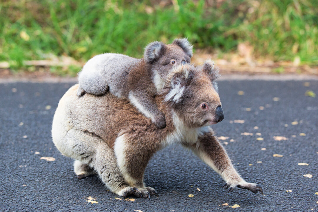 Australian National Review - The Great Cull: Australian Kangaroos ...
