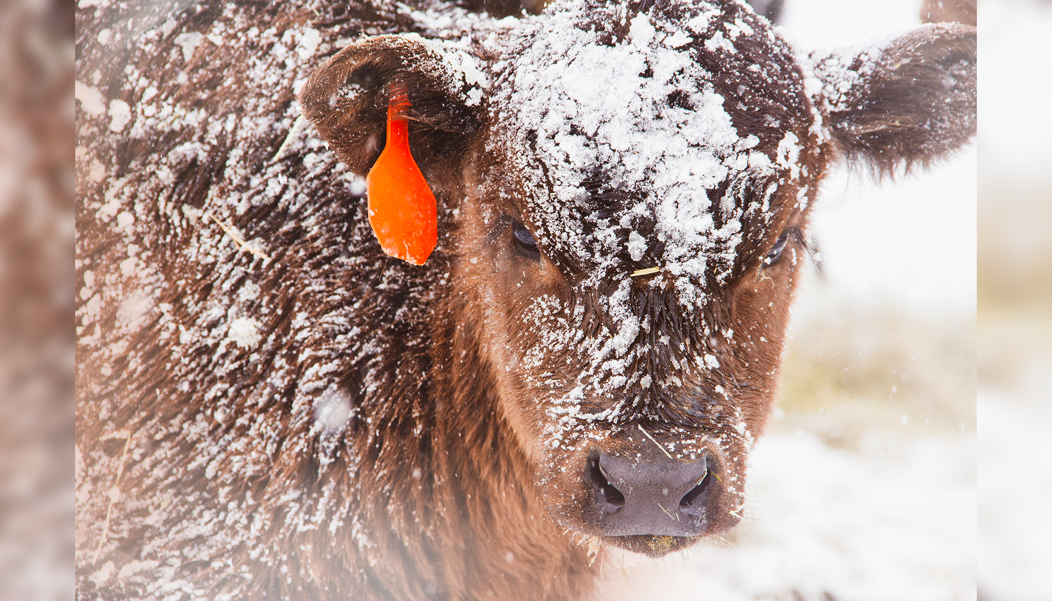 Photos of Cattle Farmer Using Woolly Earmuffs to Protect Baby Cows From ...