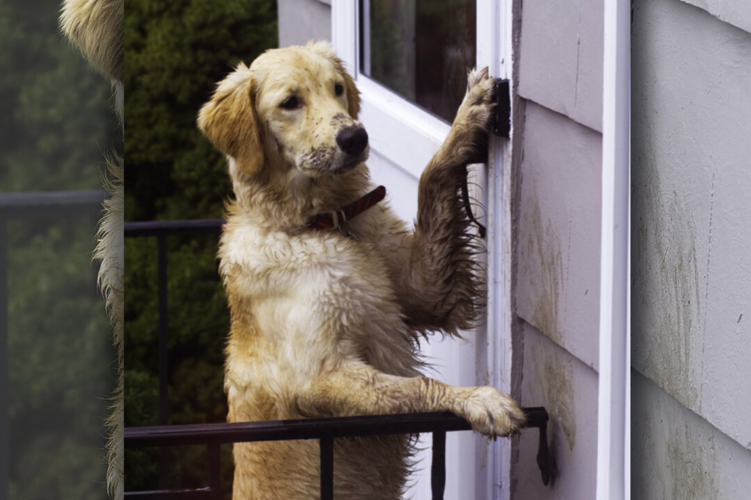 Video: Smart Dog Locked Outside Rings Doorbell at 2:18am, Waits for ...