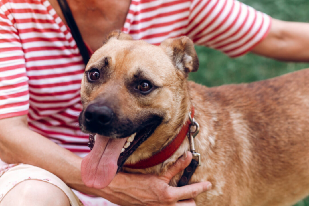 Expectant Couple Adopts Frail Senior Dog, but He Hangs On Long Enough ...