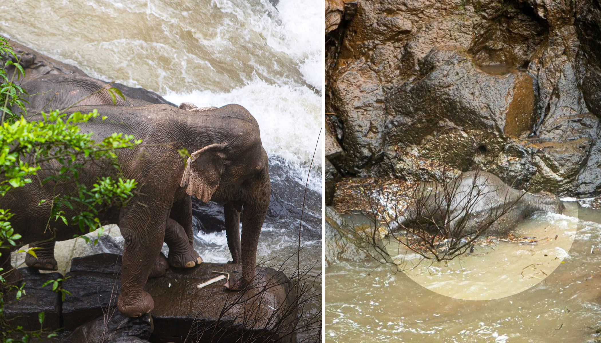 11 Elephants Tragically Plunge to Their Deaths Trying to Save Fallen ...