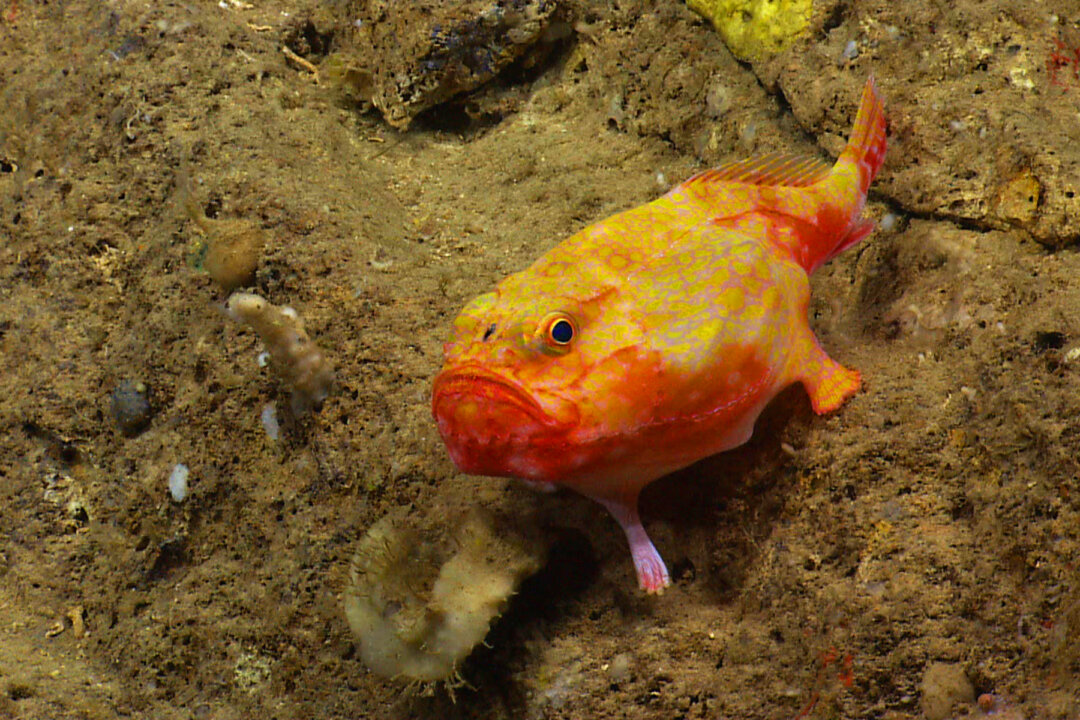Extraordinary Deep-sea Footage Captures Fish With ‘Feet’ Walking Across ...