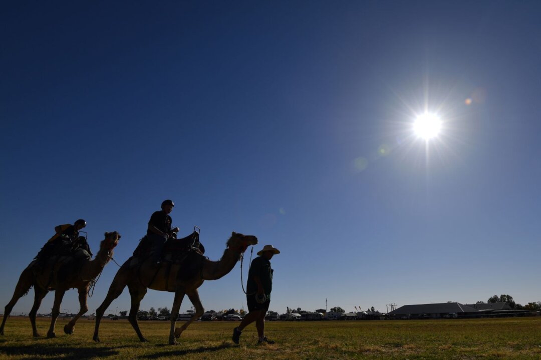 Up to 10,000 Camels May Be Shot and Killed as Australian Wildfires Rage ...