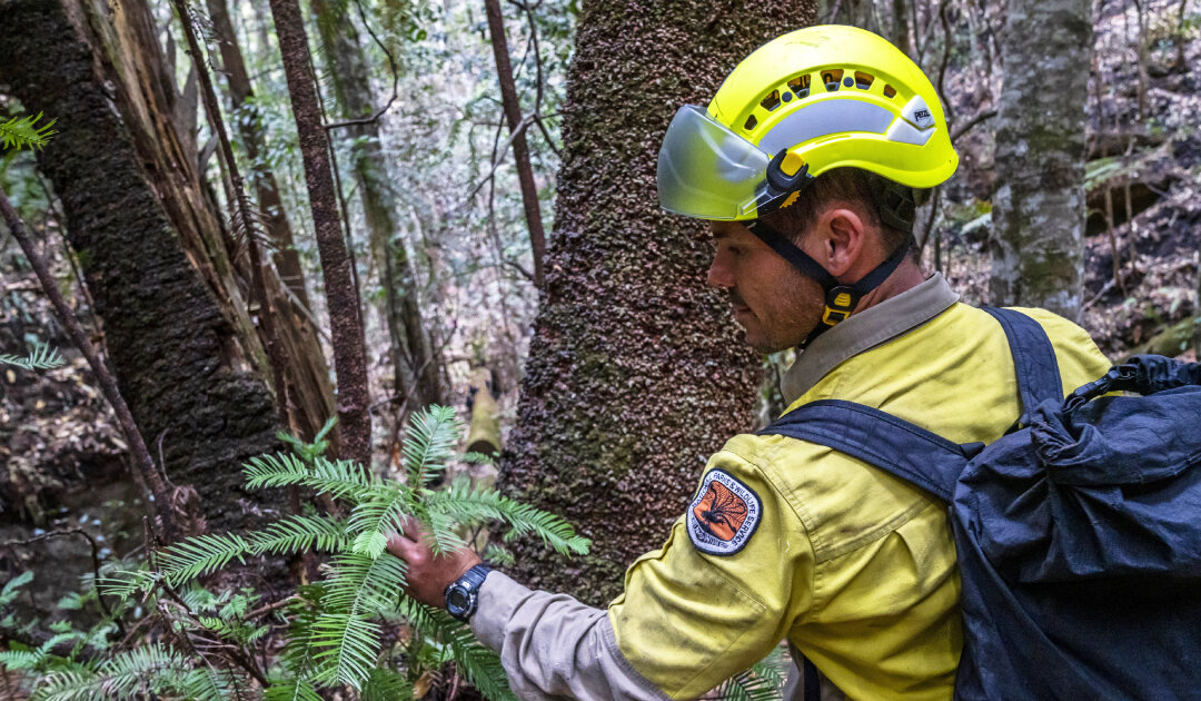 Australia Firefighters Save World’s Only Rare Dinosaur Trees | The ...