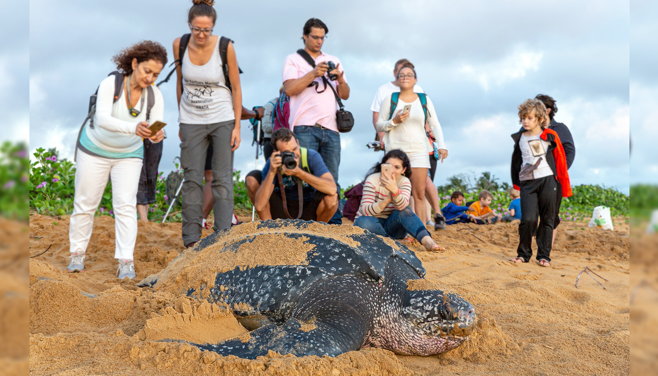 First Leatherback Turtle of 2020 Lays Its Eggs on Thailand Beach