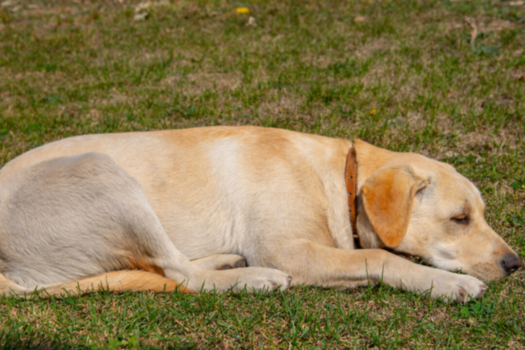 Loyal Lab Waits Outside Hospital Entrance for a Week for Owner That ...