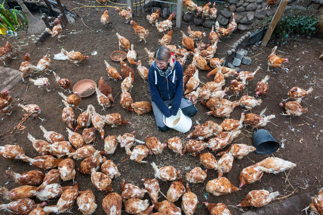 Woman Saves 4,000 Chickens From Slaughter After Raising Over $3,000 in ...