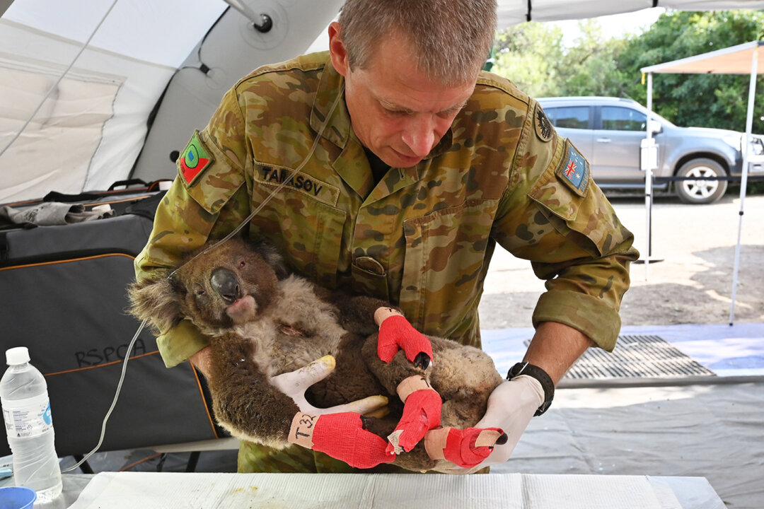 Australian Army Deployed to Lend a Helping Hand to Support Endangered ...