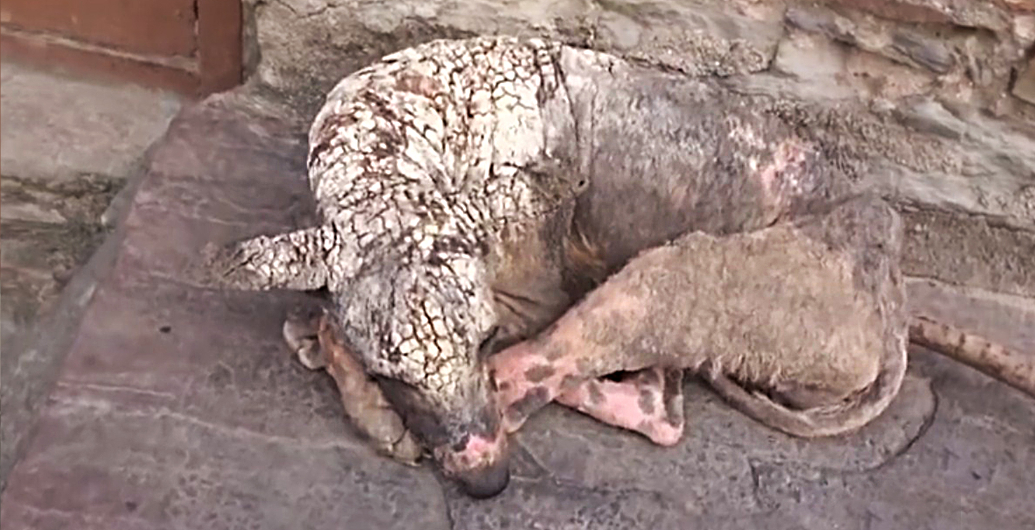 Stray, Mangy Dog With Horrible Crusted Skin Undergoes Incredible ...