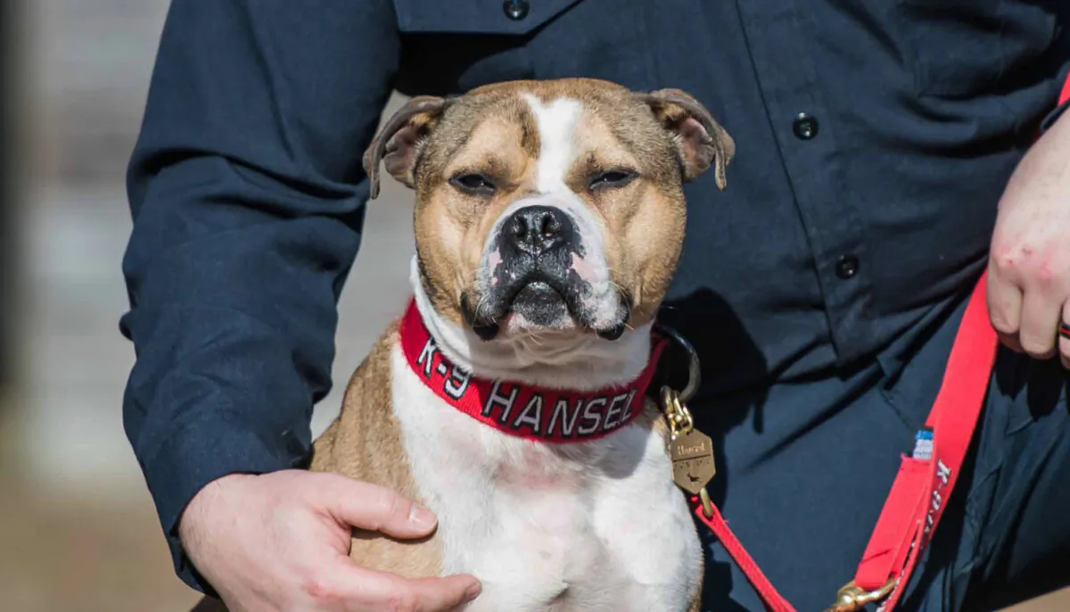 Pit Bull Rescued From Dog-Fighting Ring Becomes First Arson-Detection ...