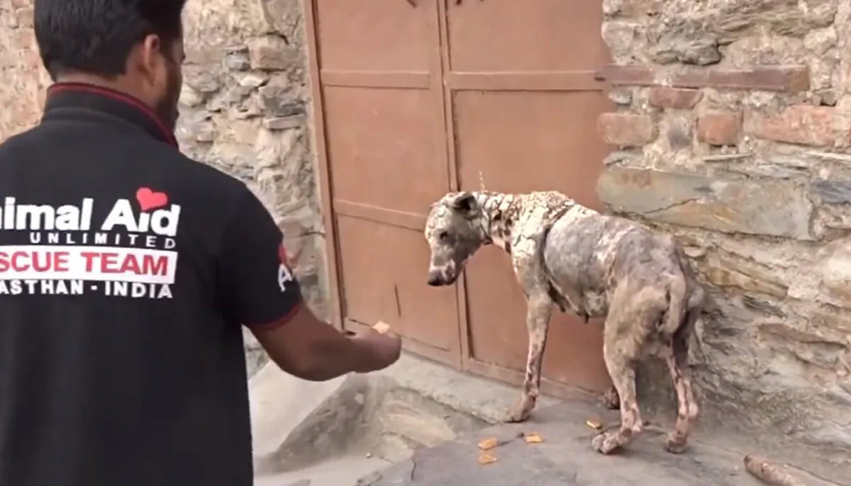 Stray, Mangy Dog With Horrible Crusted Skin Undergoes Incredible ...