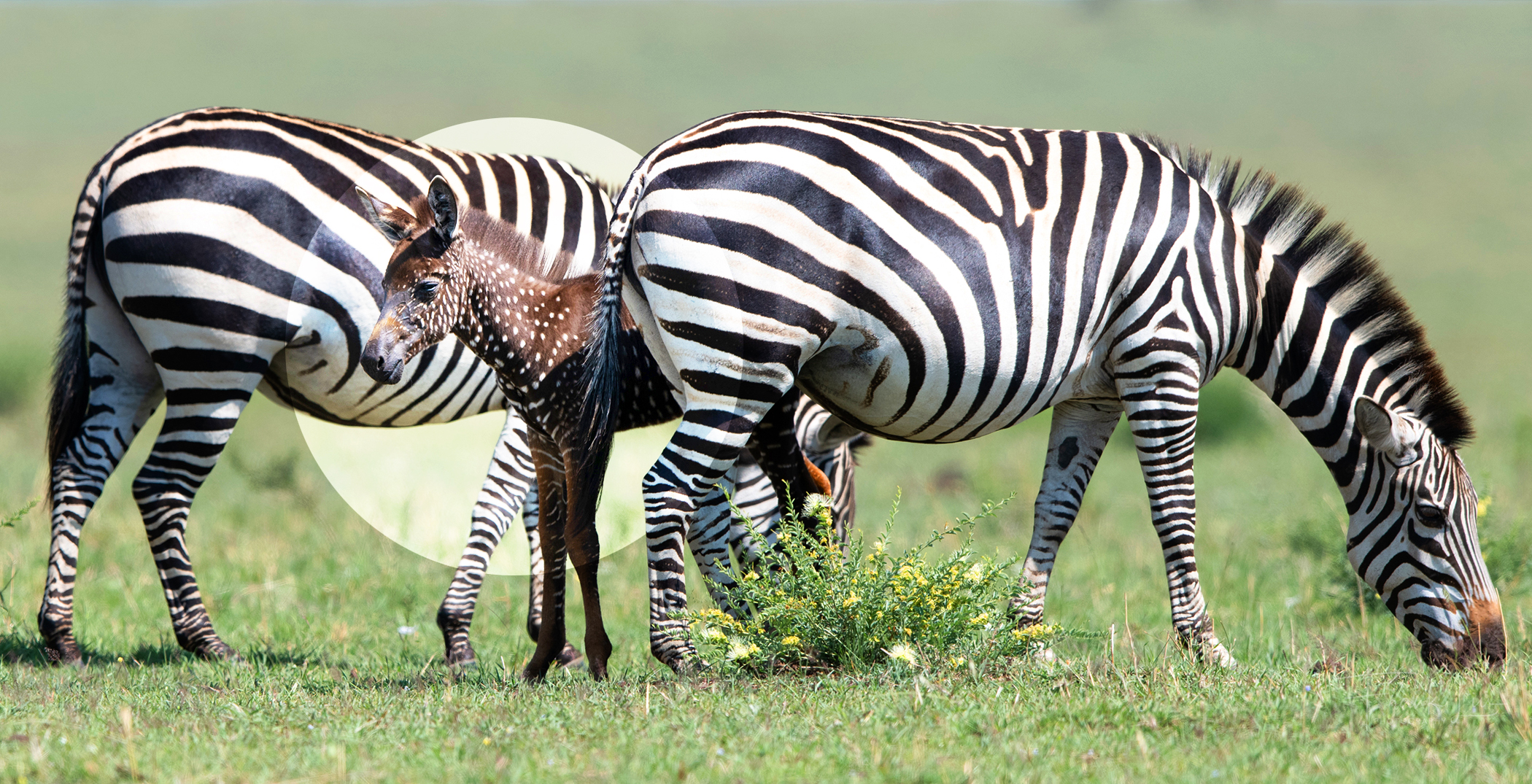 Photographer Captures Stunning Pictures of Rare ‘Polka-Dotted’ Zebra ...