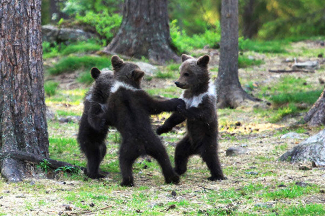 Photographer Snaps 3 Bear Cubs ‘Dancing in the Woods’ Like in a ...