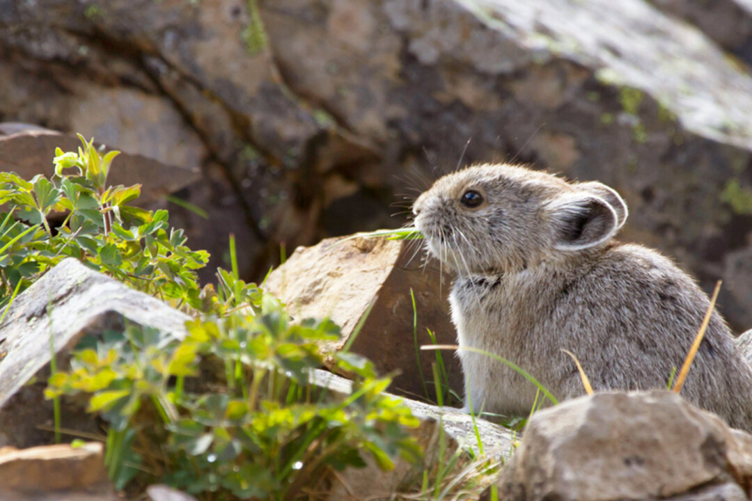 Extremely Rare ‘Magic Rabbits’ Caught on Camera in Chinese Mountains ...