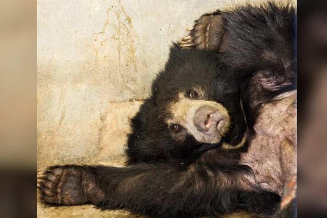 5-Year-Old Sloth Bear With Severe Gunshot Injuries Rescued, Shows Signs ...