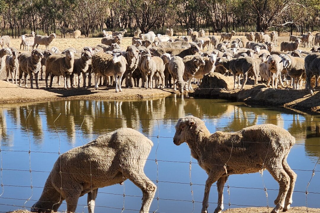 Australia to Ban Live Sheep Exports by 2028 | The Epoch Times